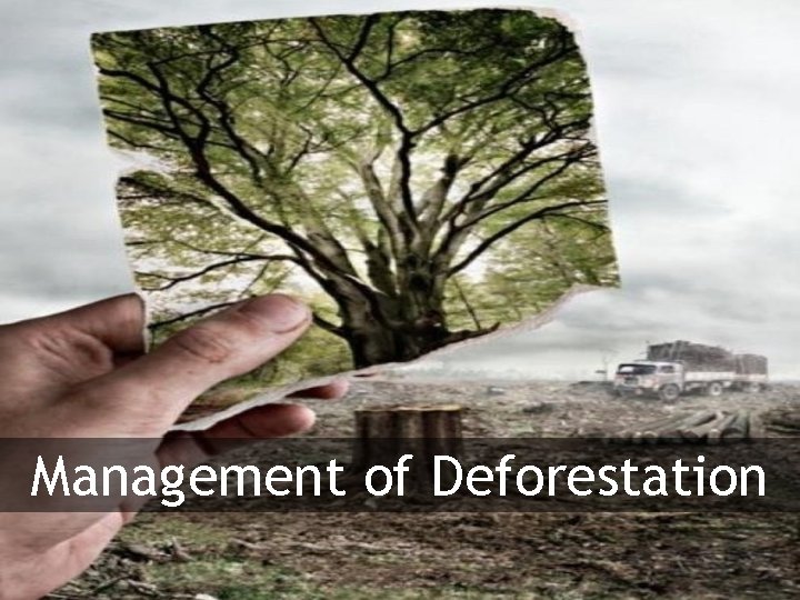 Management of Deforestation How should we manage deforestation