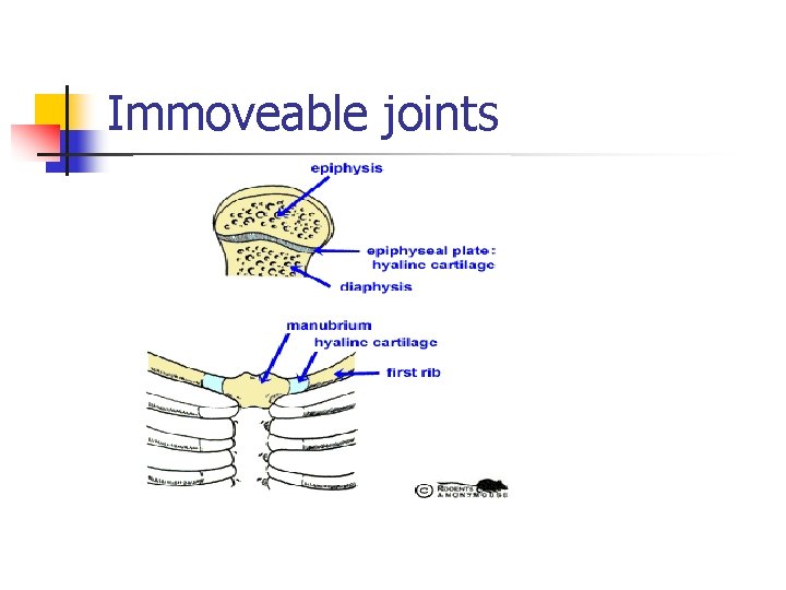 Musculoskeletal system n Each of your muscles is