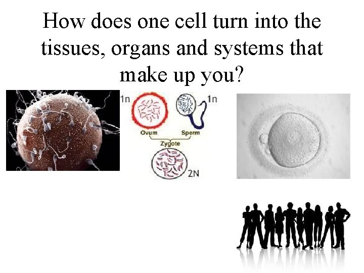 How does one cell turn into the tissues