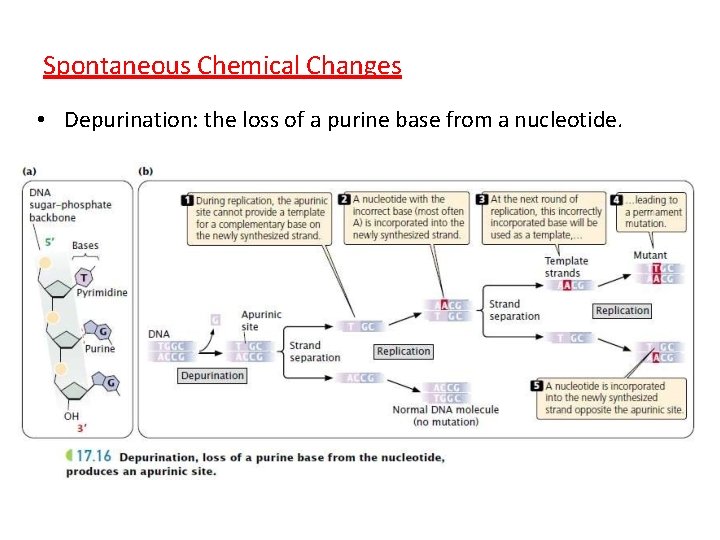 MUTATION SPONTANEOUS MUTATIONS INDUCED MUTATIONS MUTATIONS Mutations are