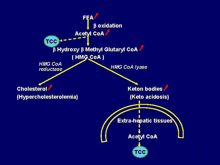 METABOLIC CHANGES IN DIABETES MELLITUS DIABETIC PREGNANT WOMAN