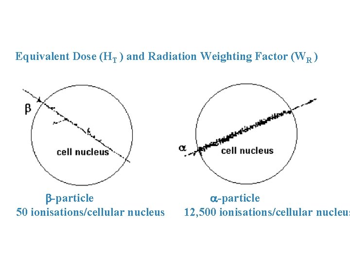 Biological Effects of Ionising Radiation In a biological