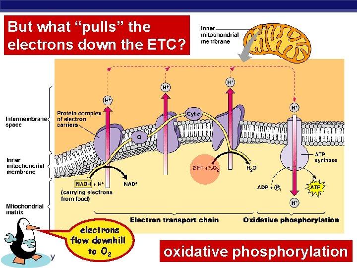 Cellular Respiration Stage 4 Electron Transport Chain AP