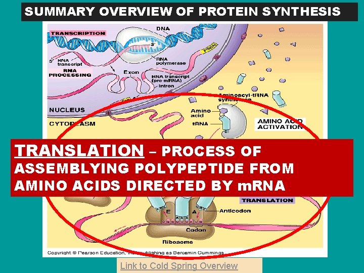 SUMMARY OVERVIEW OF PROTEIN SYNTHESIS TRANSLATION PROCESS OF