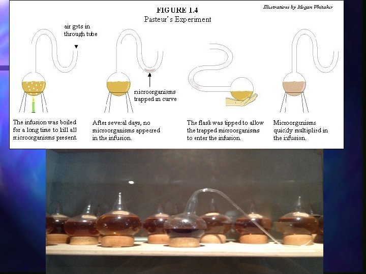 1 5 Origin of Cells Spontaneous Generation Belief