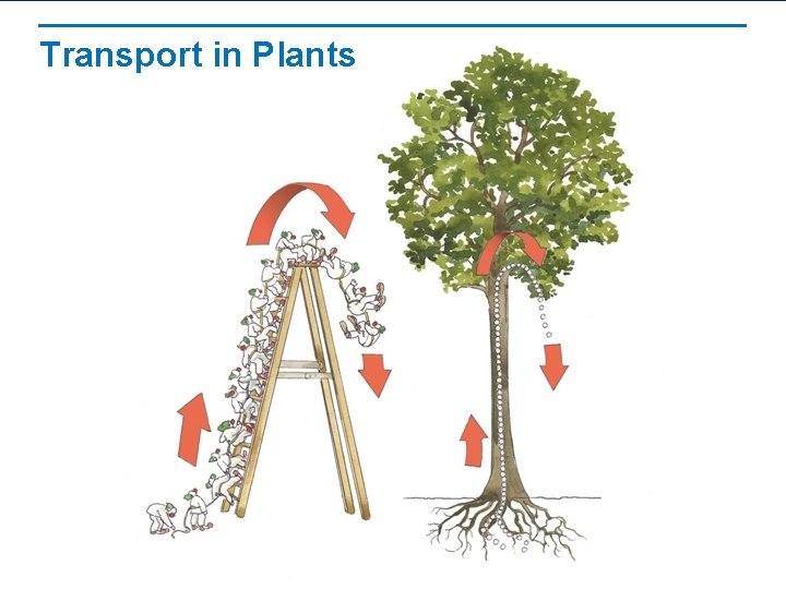 Roots Stems and Leaves Learning Objectives Identify the