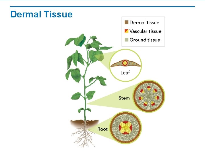 Roots Stems and Leaves Learning Objectives Identify the