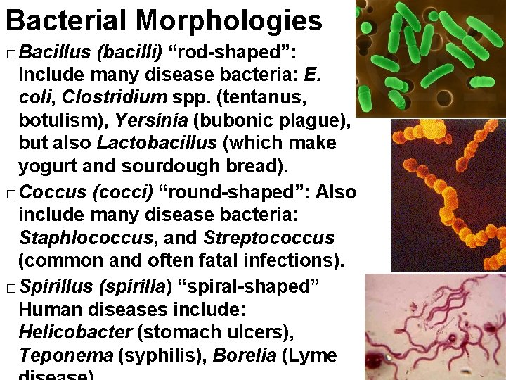 BIOL 3316 Chapter 13 Prokaryotes Bacterial Morphologies Bacillus
