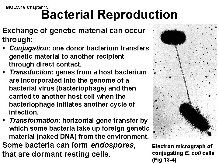 BIOL 3316 Chapter 13 Prokaryotes Bacterial Morphologies Bacillus