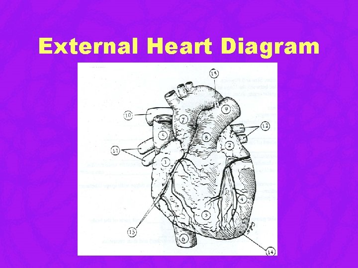 Cardiovascular system Functions Transport nutrients gases wastes and