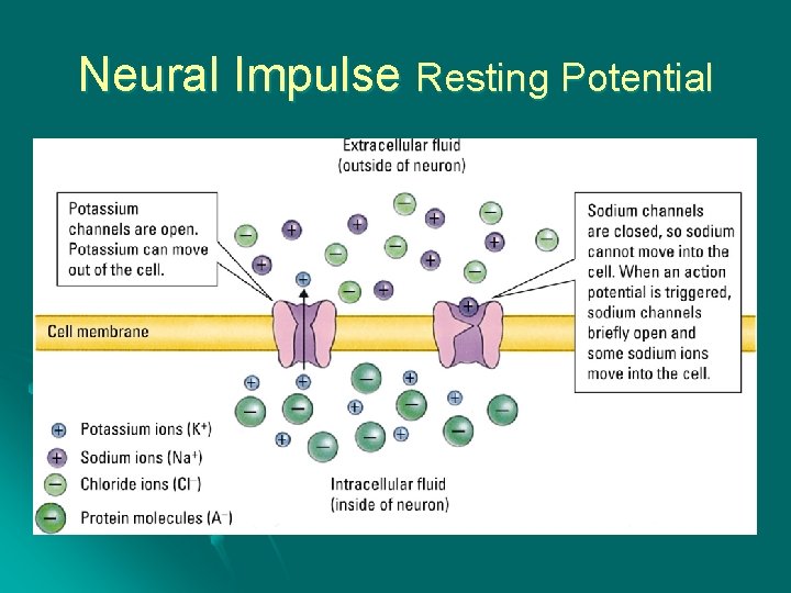 Unit 2 Biology of Behavior The Neuron Cell