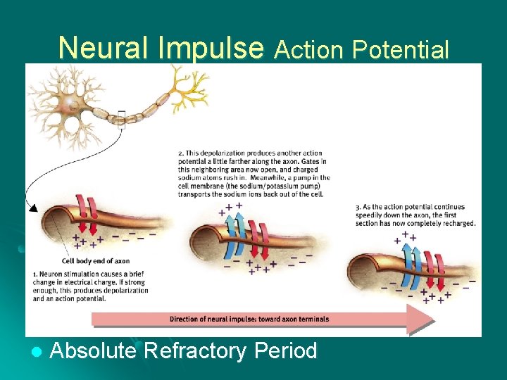 Unit 2 Biology of Behavior The Neuron Cell