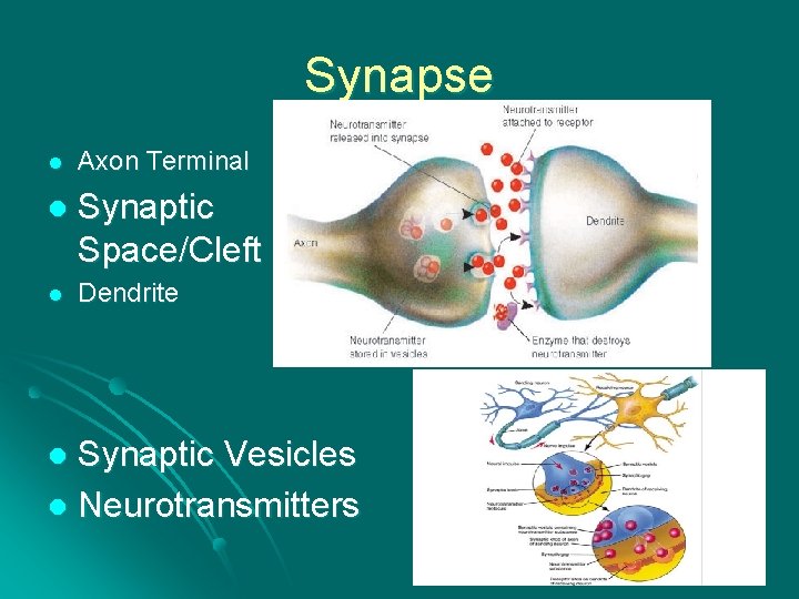 Unit 2 Biology of Behavior The Neuron Cell