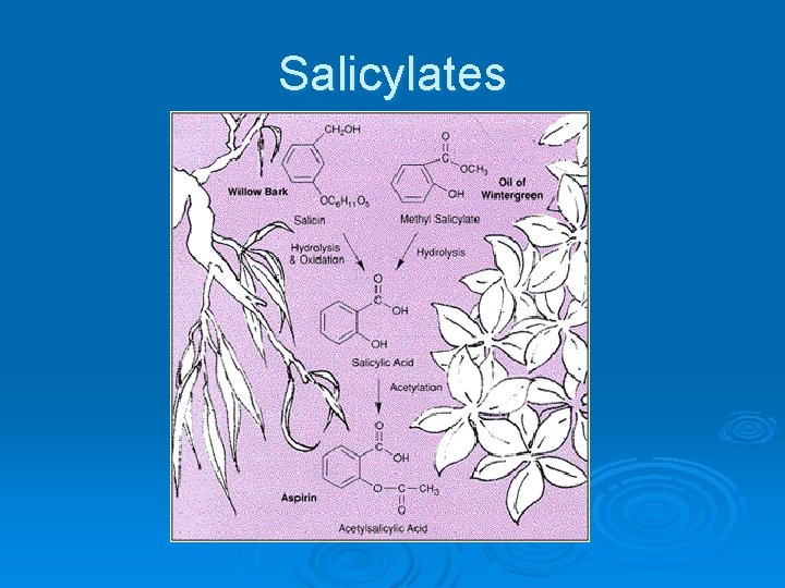 Pharmacokinetics BSCI 493 March 2008 Pharmacokinetics The absorption