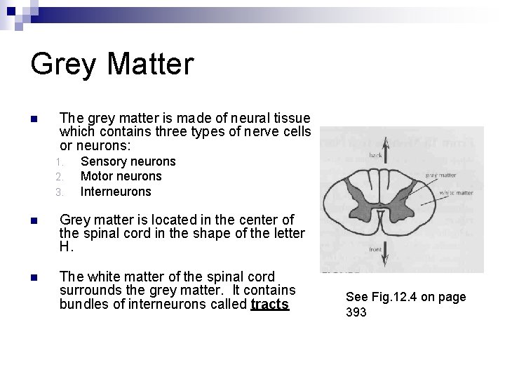 Chapter 12 The Nervous System Biology 3201 September