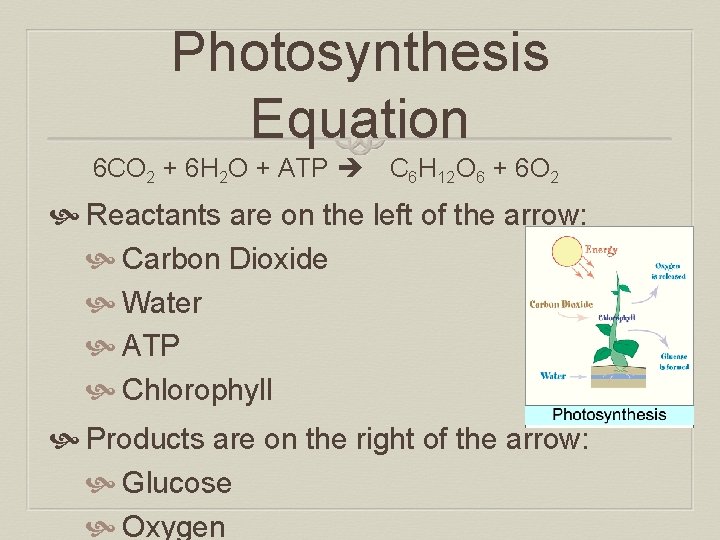 Photosynthesis Respiration Introduction to Energy Biochemistry Why do
