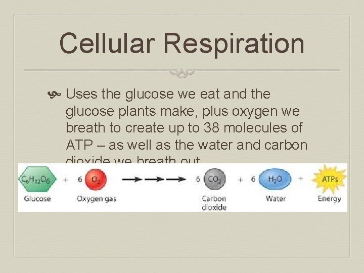 Photosynthesis Respiration Introduction to Energy Biochemistry Why do