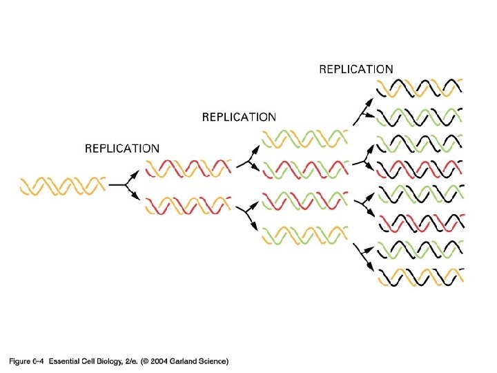 Stnd BI 5 b CNotes DNA Replication Objective