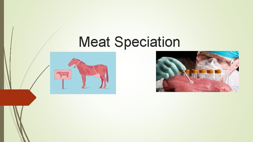 Meat Speciation Mixing of meat of one species