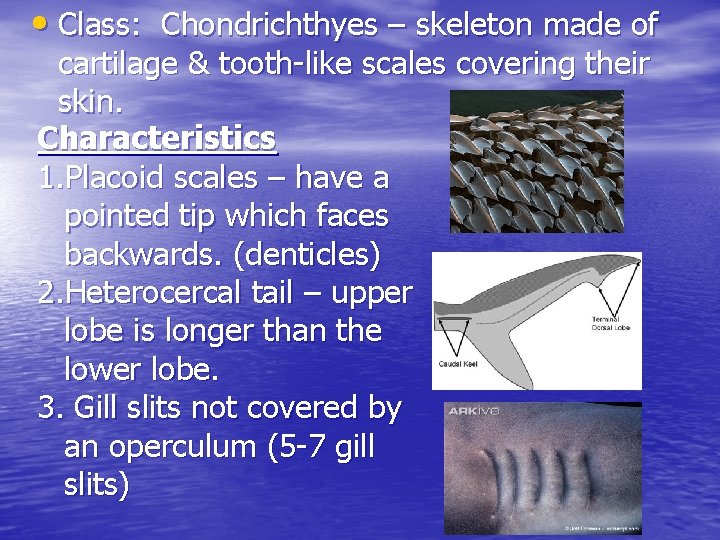 Fish Notes Sharks Class Chondrichthyes skeleton made of