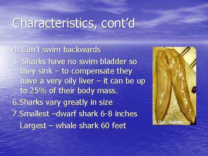 Fish Notes Sharks Class Chondrichthyes skeleton made of