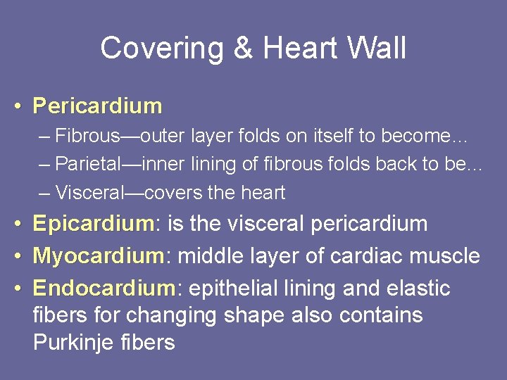 Cardiovascular System Powerful pump heart System of tubes