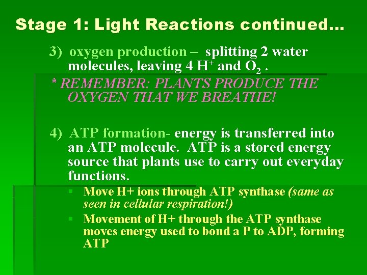 Photosynthesis Using Light to make Food Bio Honors
