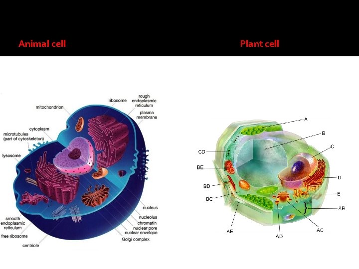 A Cell Vs Car The Nucleus is like
