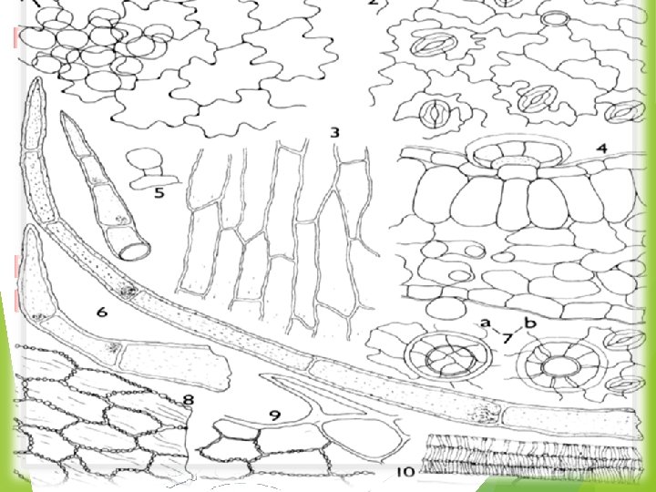 Peppermint Leaf Origin its the dried over ground