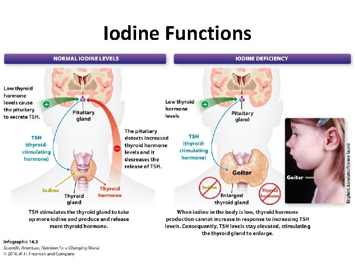 Chapter 14 Trace Minerals Objectives Describe the major