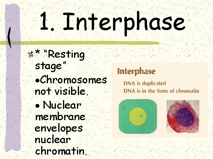 Cell Division The way cells reproduce Cell replacement