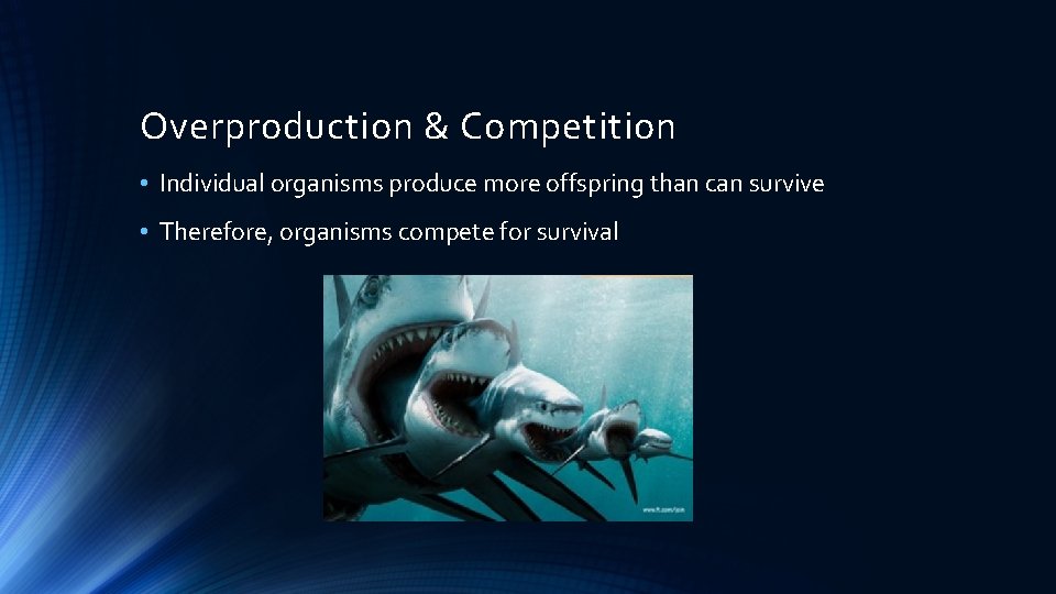 Evolution and Classification BY SUSANA LONDONO LYNNSEY NGUYEN