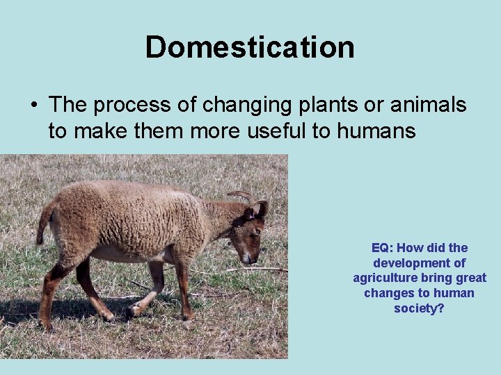 Beginning of Agriculture EQ How did the development