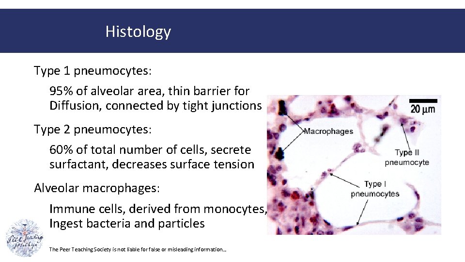 20192020 Respiratory Recap Phase 1 Respiratory Revision Session