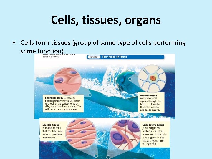 Human Systems Body Organization Human Body 100 trillion