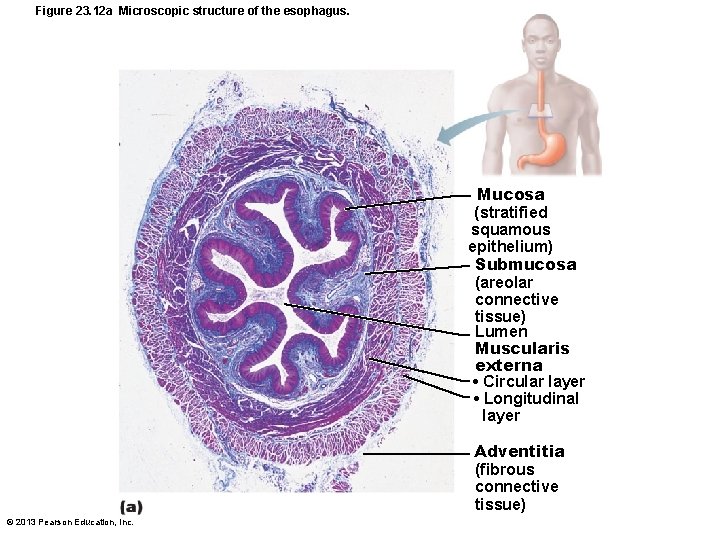 Power Point Lecture Slides prepared by Barbara Heard