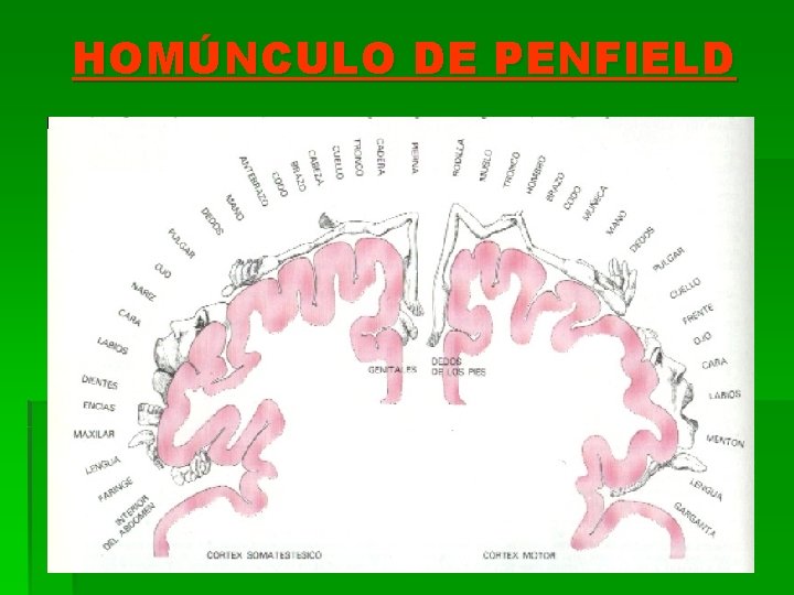 PACIENTE CRTICO Aquel que presenta inestabilidad de al