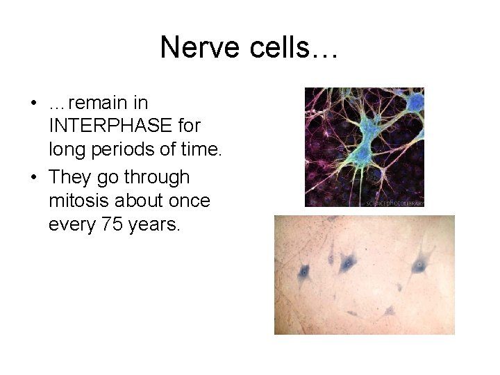 The Cell Cycle Interphase and Mitosis All living