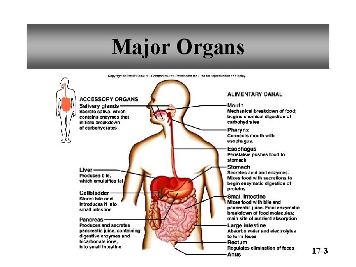 Chapter 17 Digestive System Accessory Organs Pancreas Liver