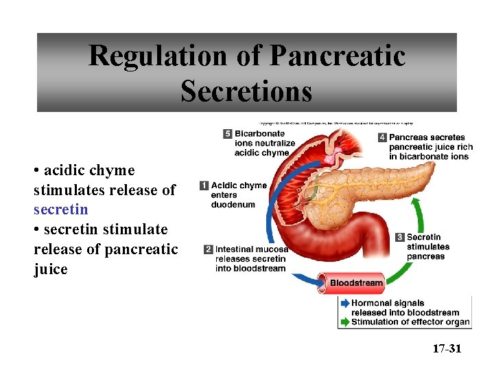 Chapter 17 Digestive System Accessory Organs Pancreas Liver