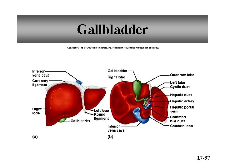 Chapter 17 Digestive System Accessory Organs Pancreas Liver