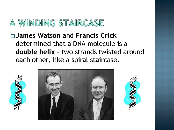 The Structure of DNA James Watson and Francis