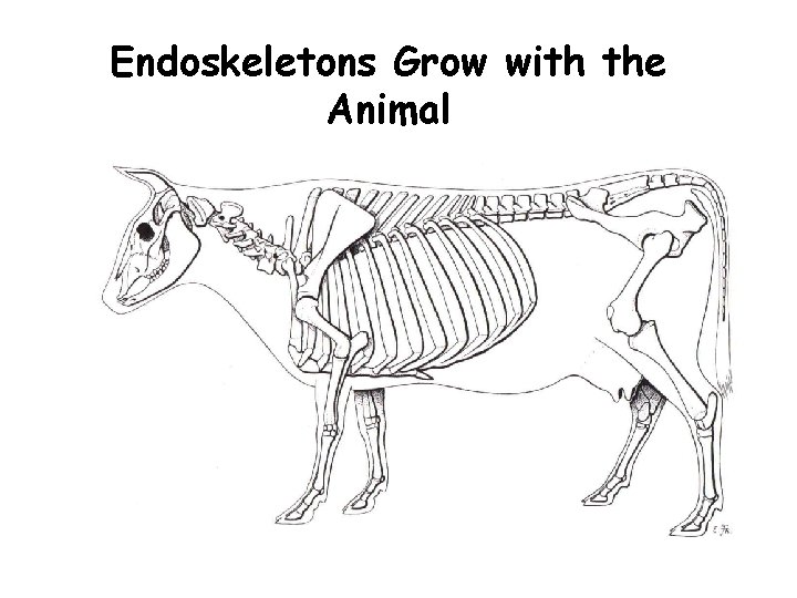 Introduction to Animals Taxonomy Breakdown Three Domains Six