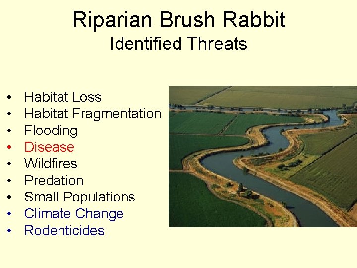 5 Year Species Review Riparian Brush Rabbit Sylvilagus
