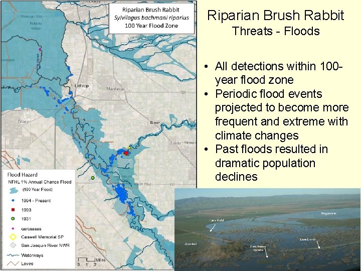 5 Year Species Review Riparian Brush Rabbit Sylvilagus