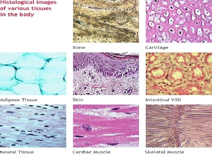 Tissues of the Body Key Terms Histology the