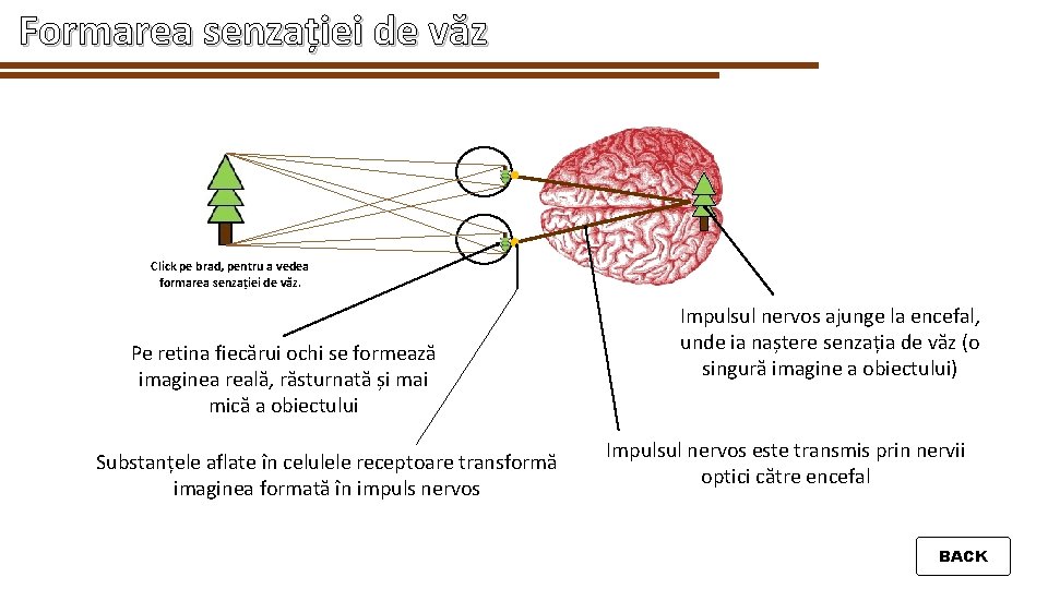 FLORIN VIU OCHIUL ORGAN DE SIM ALCTUIRE FIZIOLOGIA