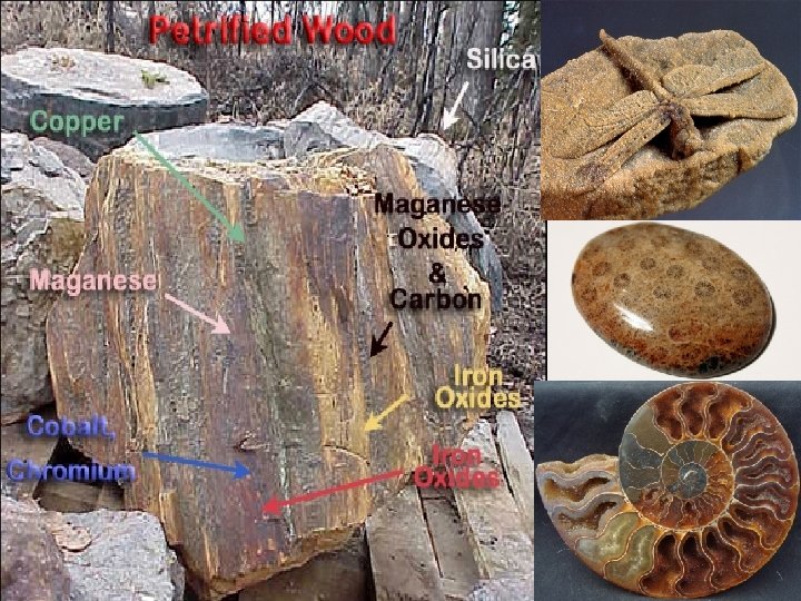 Fossils Fossils Fossils the preserved remains or evidence