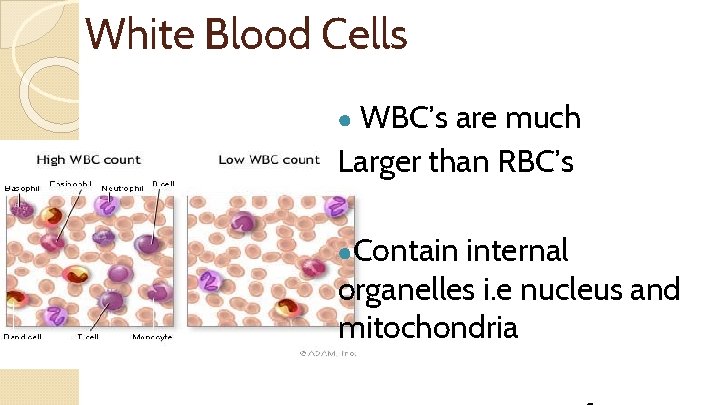 Circulatory system functions Transportation Bring oxygen to all