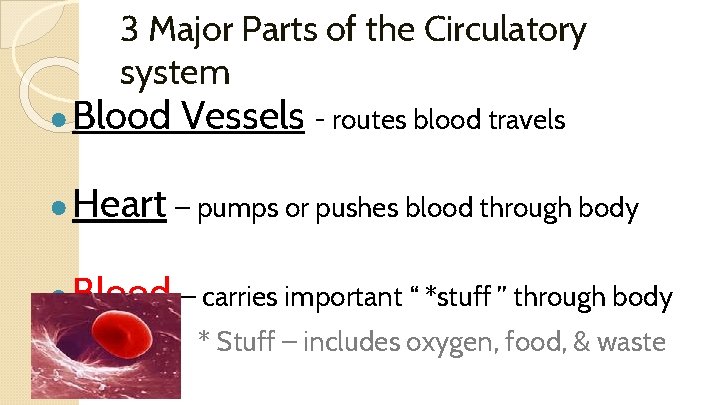 Circulatory system functions Transportation Bring oxygen to all